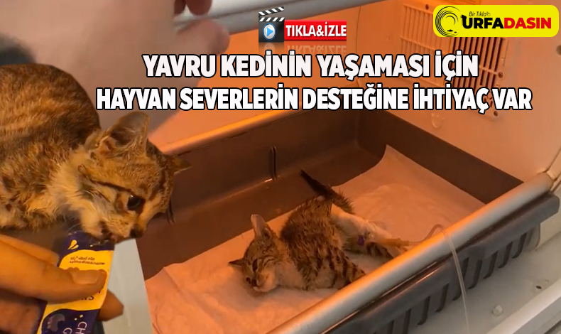 Köpeklerin Yaraladığı Yavru Kedi 5 Gündür Yoğun Bakımda - Urfadasın.com ...