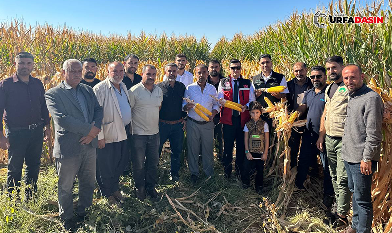 Bozova Mısır Rekoltesinde Türkiye Rekorunu Kırdı - Urfadasın.com ...