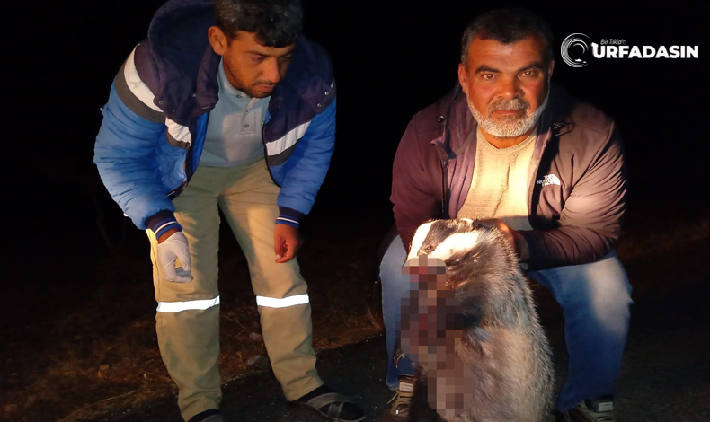 Birecik'te Aracın Çarptığı Porsuk Mefta Oldu - Urfadasın.com Şanlıurfa ...