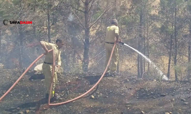 Bozova'da Mangalı Ormanda Yaptılar İzmareti Söndürmeden Attılar ...
