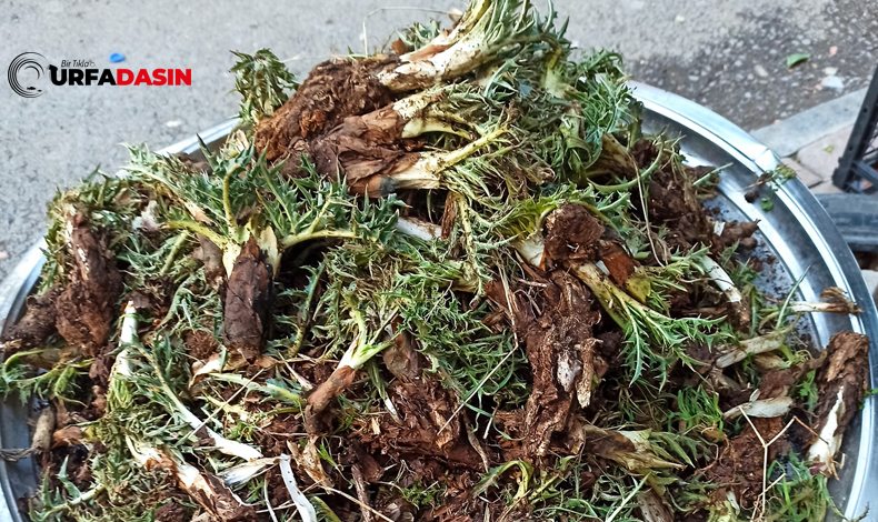 Şanlıurfa'da Baharın Müjdecisi Kenger Tezgahlarda Yerini Aldı ...